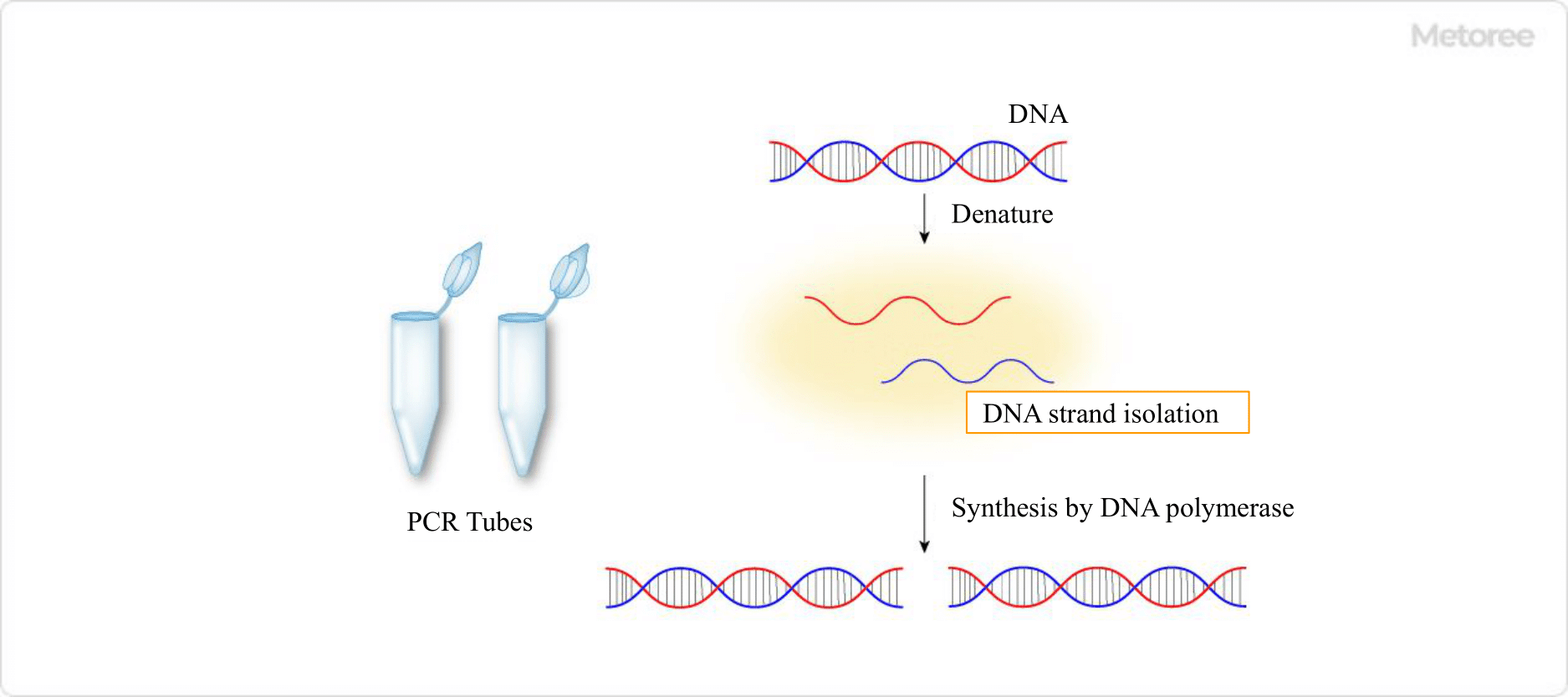 5 PCR Tube Manufacturers in 2024 | Metoree