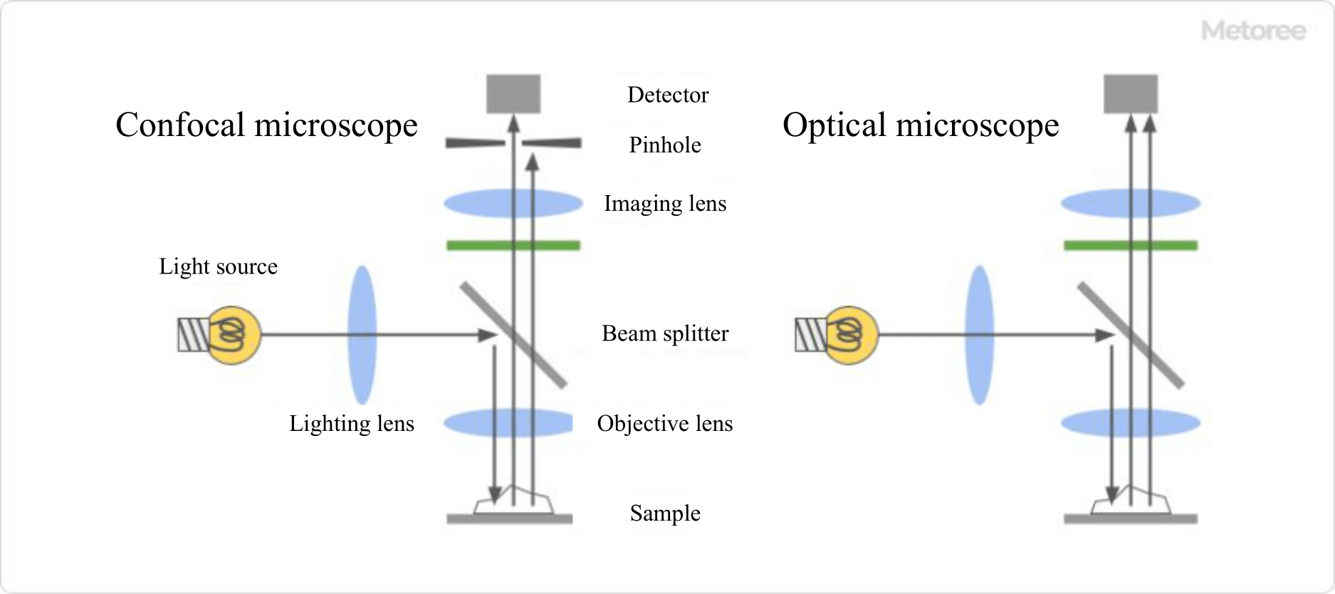 8 Confocal Microscope Manufacturers in 2024 | Metoree