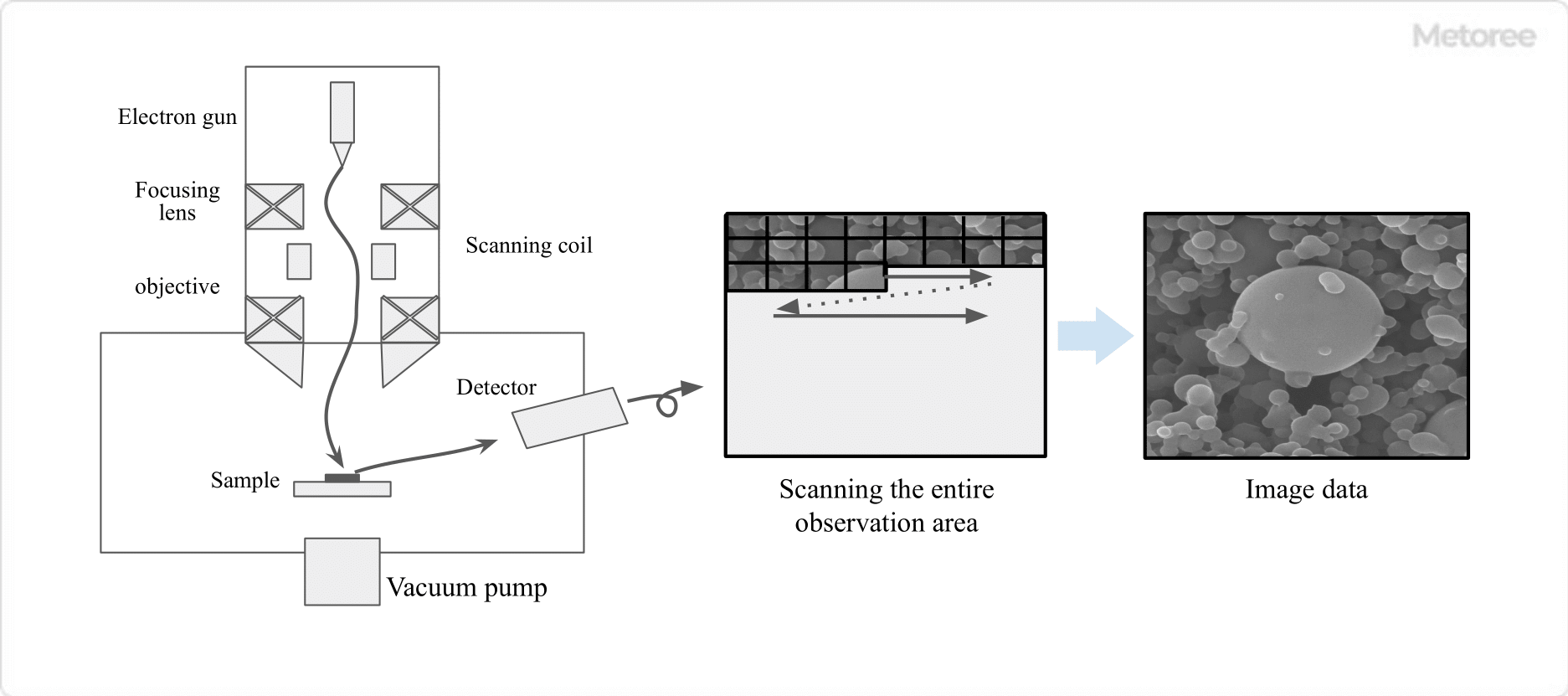 11 Scanning Electron Microscope (SEM) Manufacturers in 2024 | Metoree